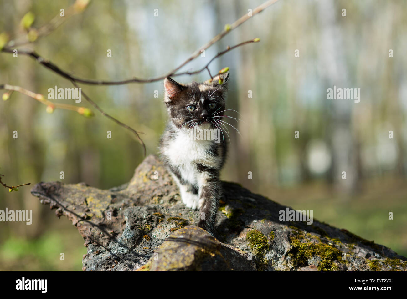 Small kitten of tortoiseshell color in the park creeps over a stone ...