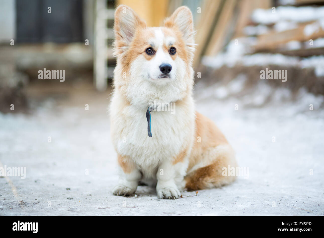 A dog breeds of red corgi corgi sits on the snow Stock Photo - Alamy
