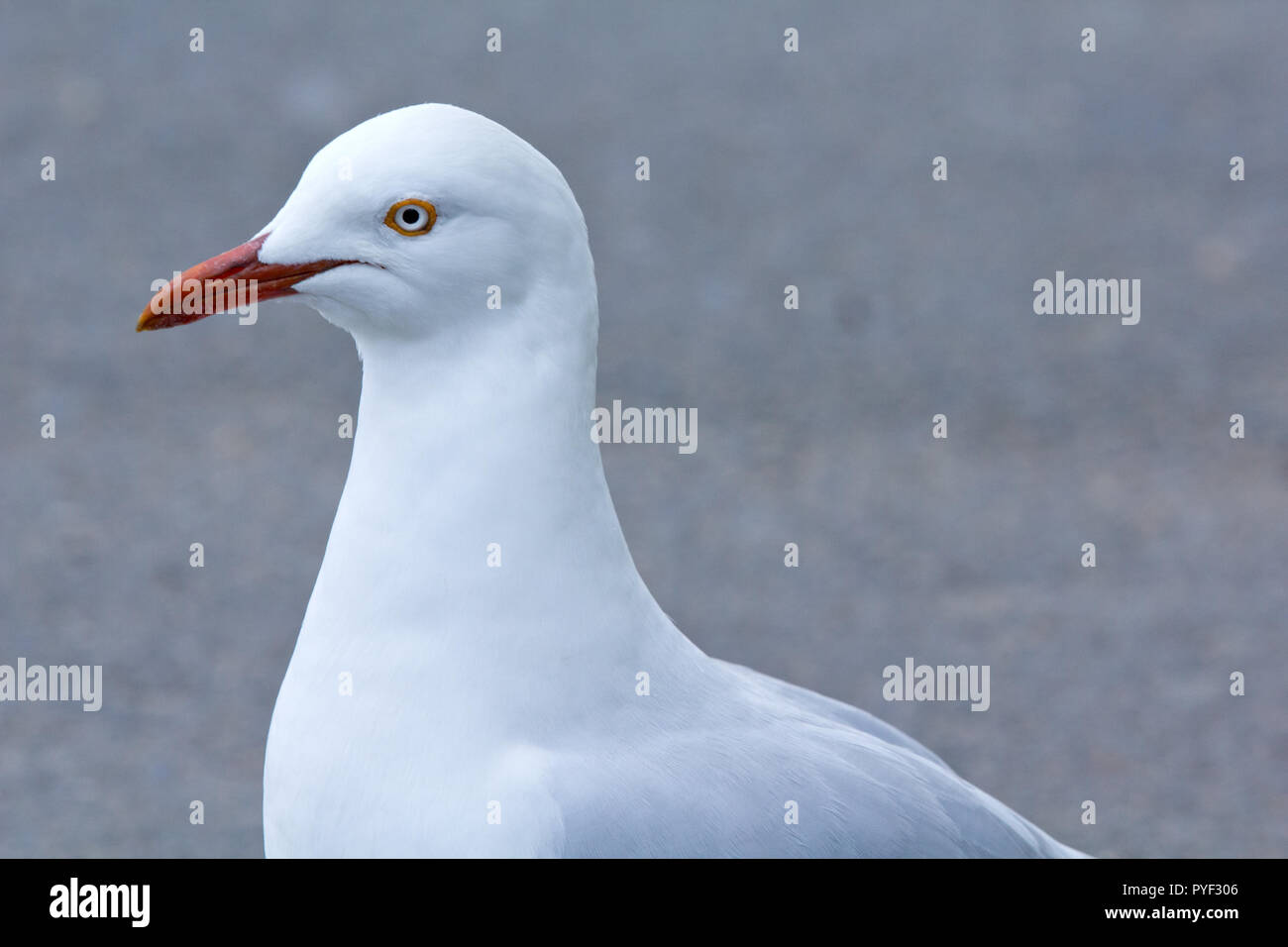 Serious seagull hi-res stock photography and images - Alamy