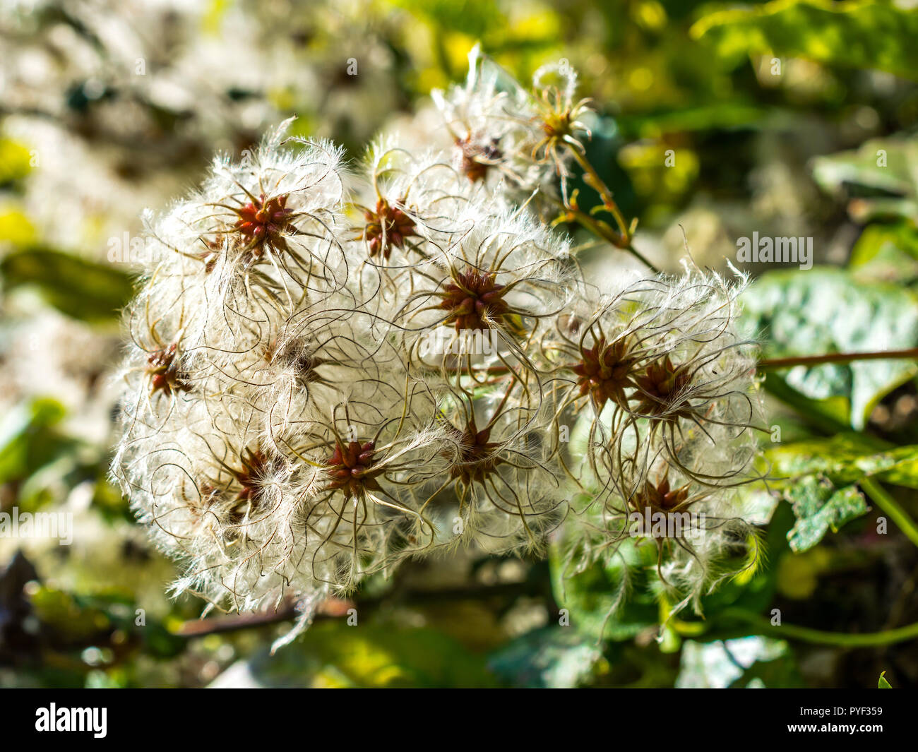 Wild Clematis / "Old Man's Beard" shrub climbing over hedgerow - France ...