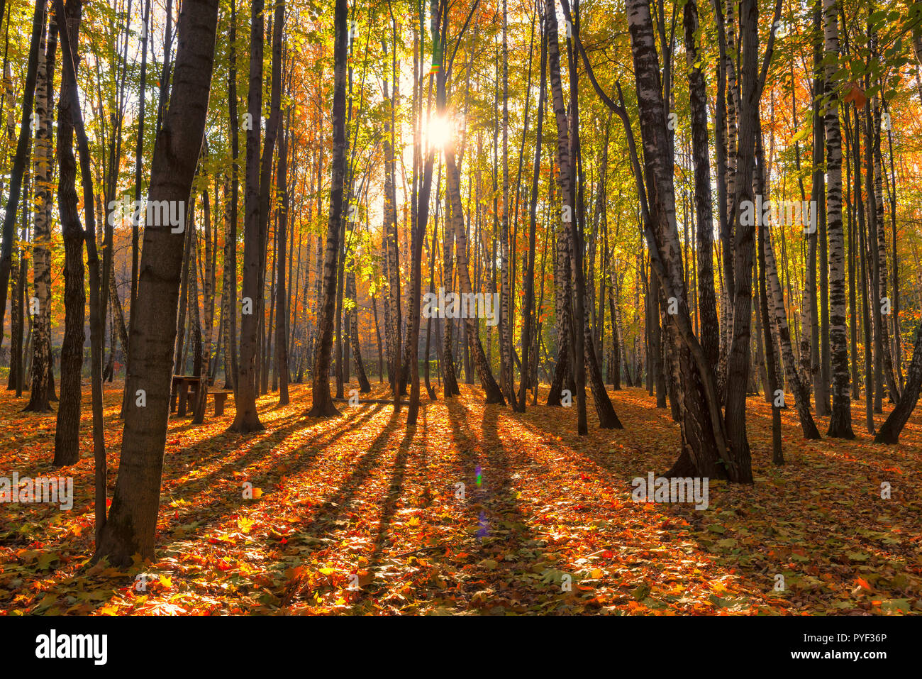 Fall scene hi-res stock photography and images - Alamy