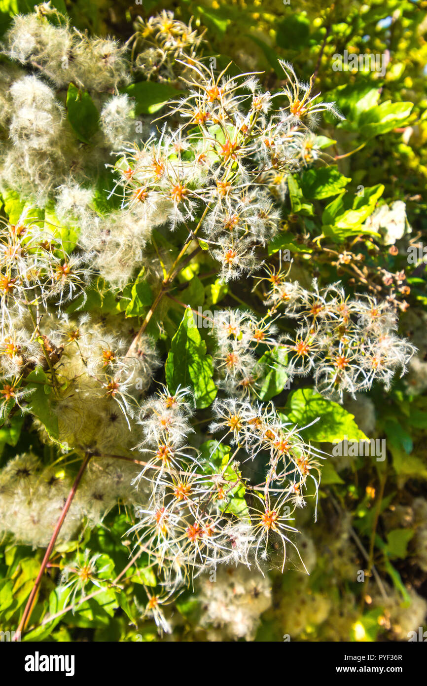 Wild Clematis / "Old Man's Beard" shrub climbing over hedgerow - France ...