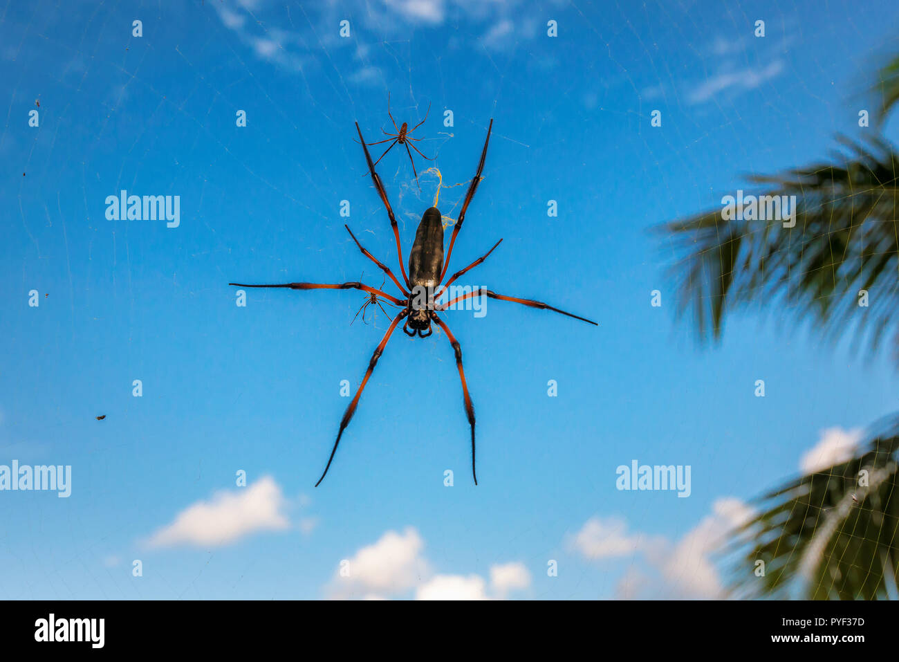 Giant African Spider On House