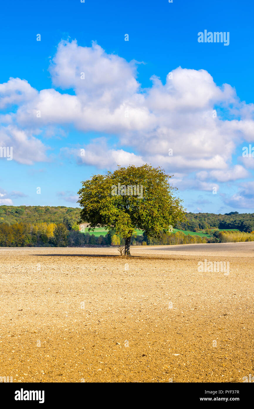 Juglans regia tree hi-res stock photography and images - Alamy