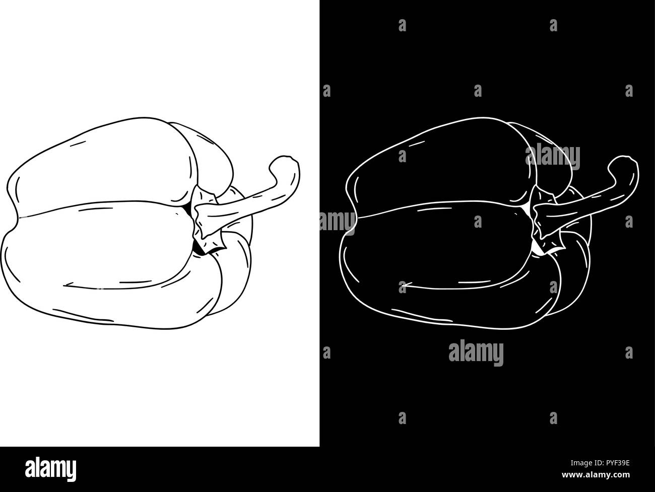 Bell pepper. Hand drawn sketch Stock Vector Image & Art - Alamy