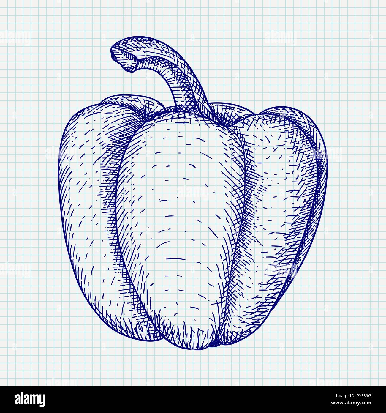 Bell pepper. Hand drawn sketch Stock Vector Image & Art - Alamy