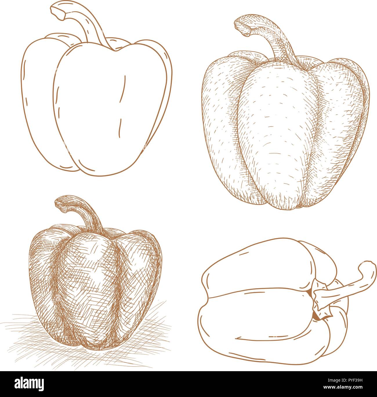 Vegetable isolated hand drawn Stock Vector Images - Alamy