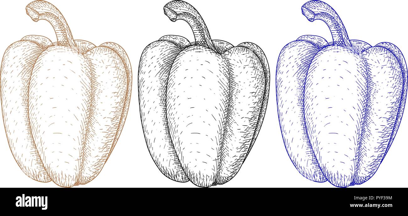 Bell pepper. Hand drawn sketch Stock Vector Image & Art - Alamy