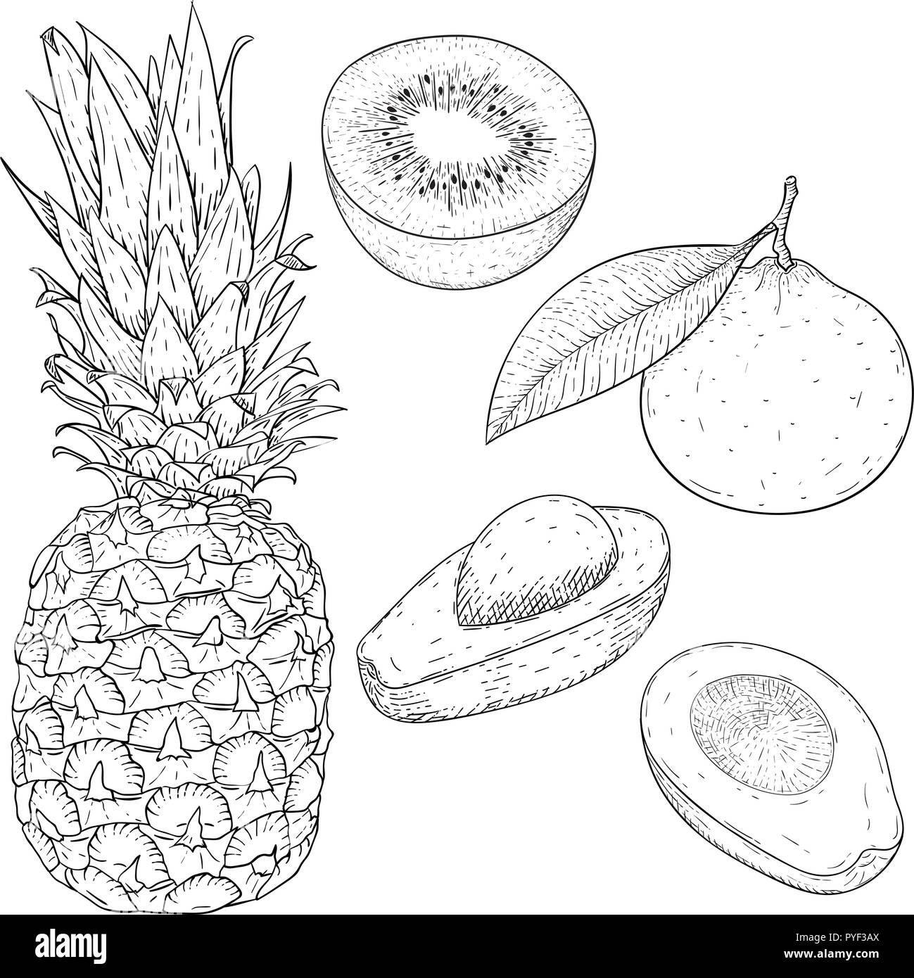 Orange fruit sketch Black and White Stock Photos & Images - Alamy