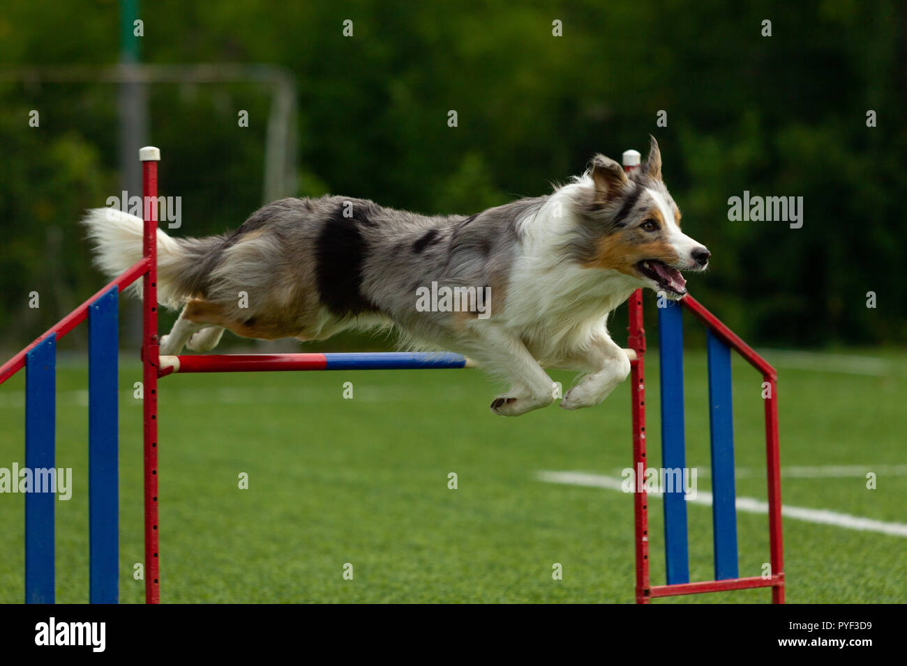 How High Can Border Collies Jump