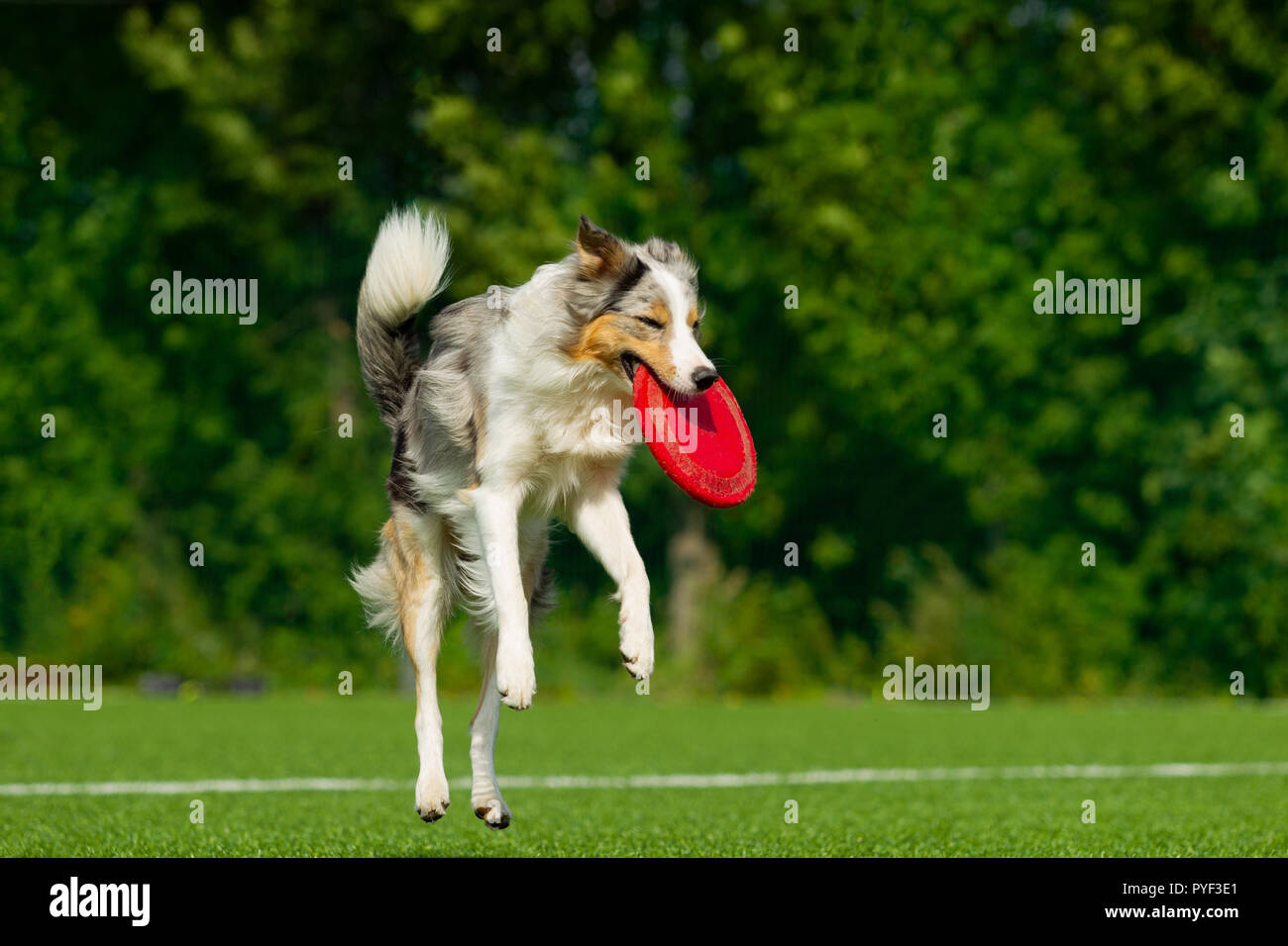 Border collie catches the disc. Summer day. Natural light Stock Photo ...