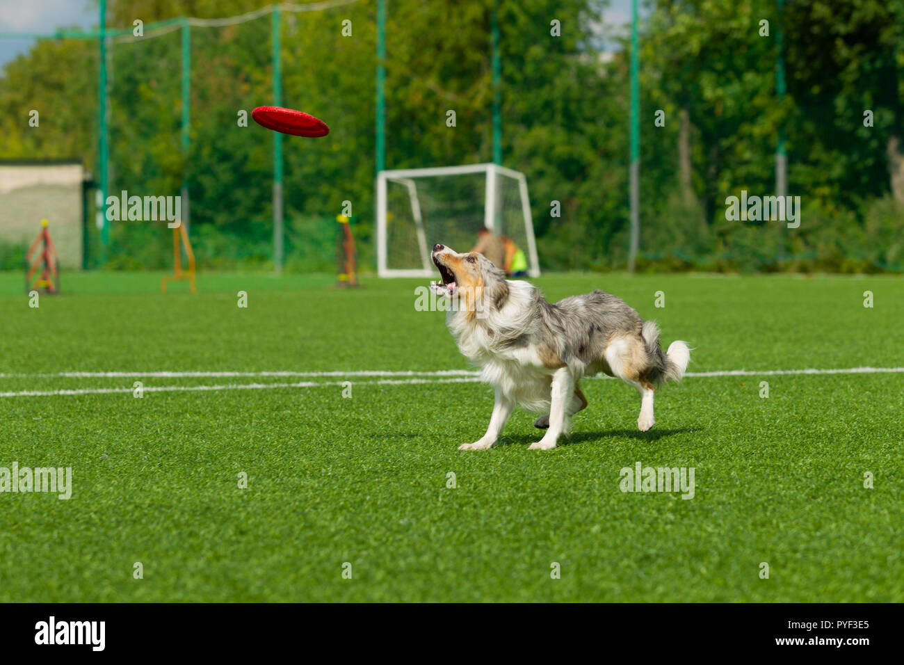 Border collie catches the disc. Summer day. Natural light Stock Photo ...