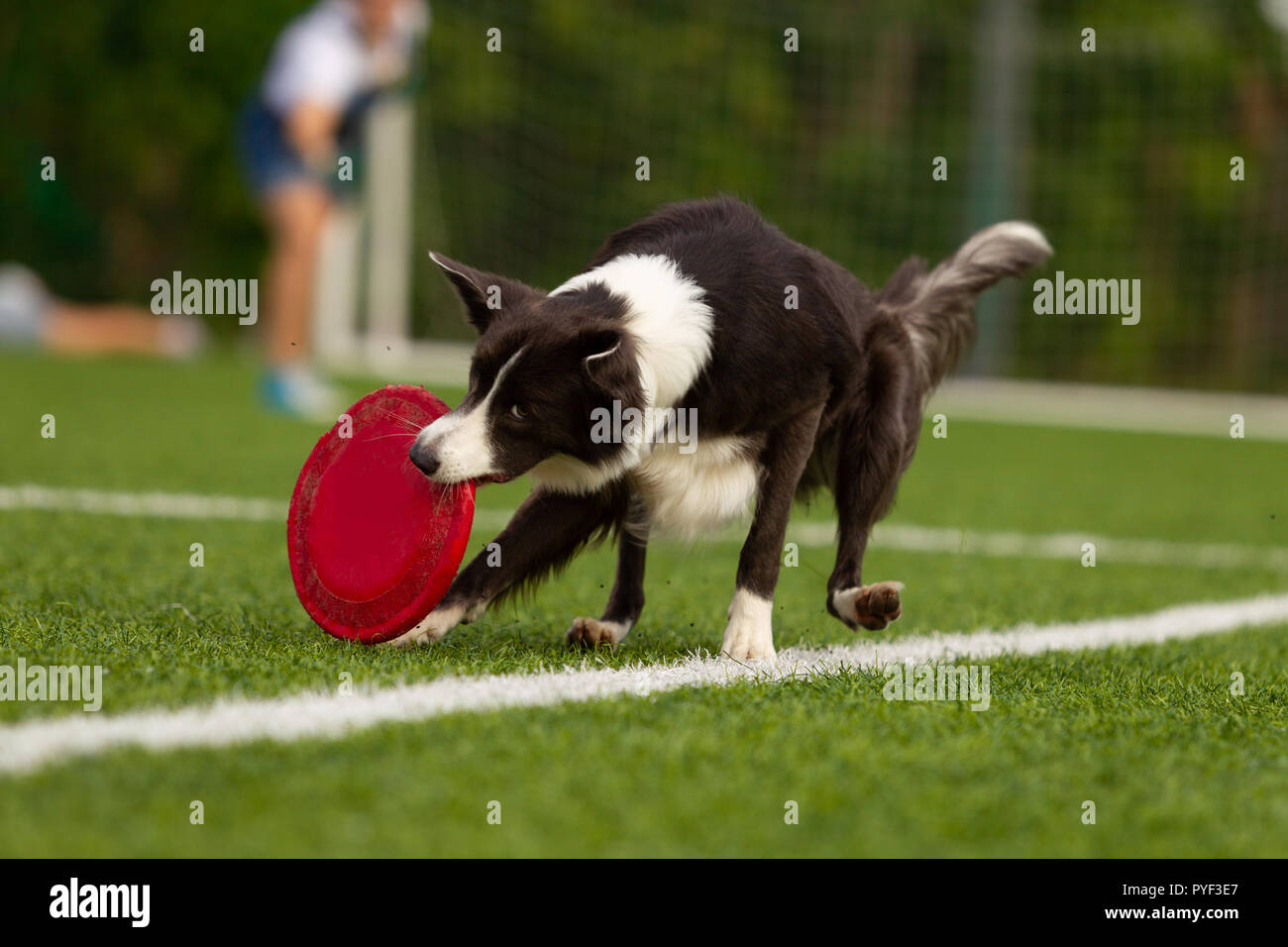 Border collie catches the disc. Summer day. Natural light Stock Photo ...