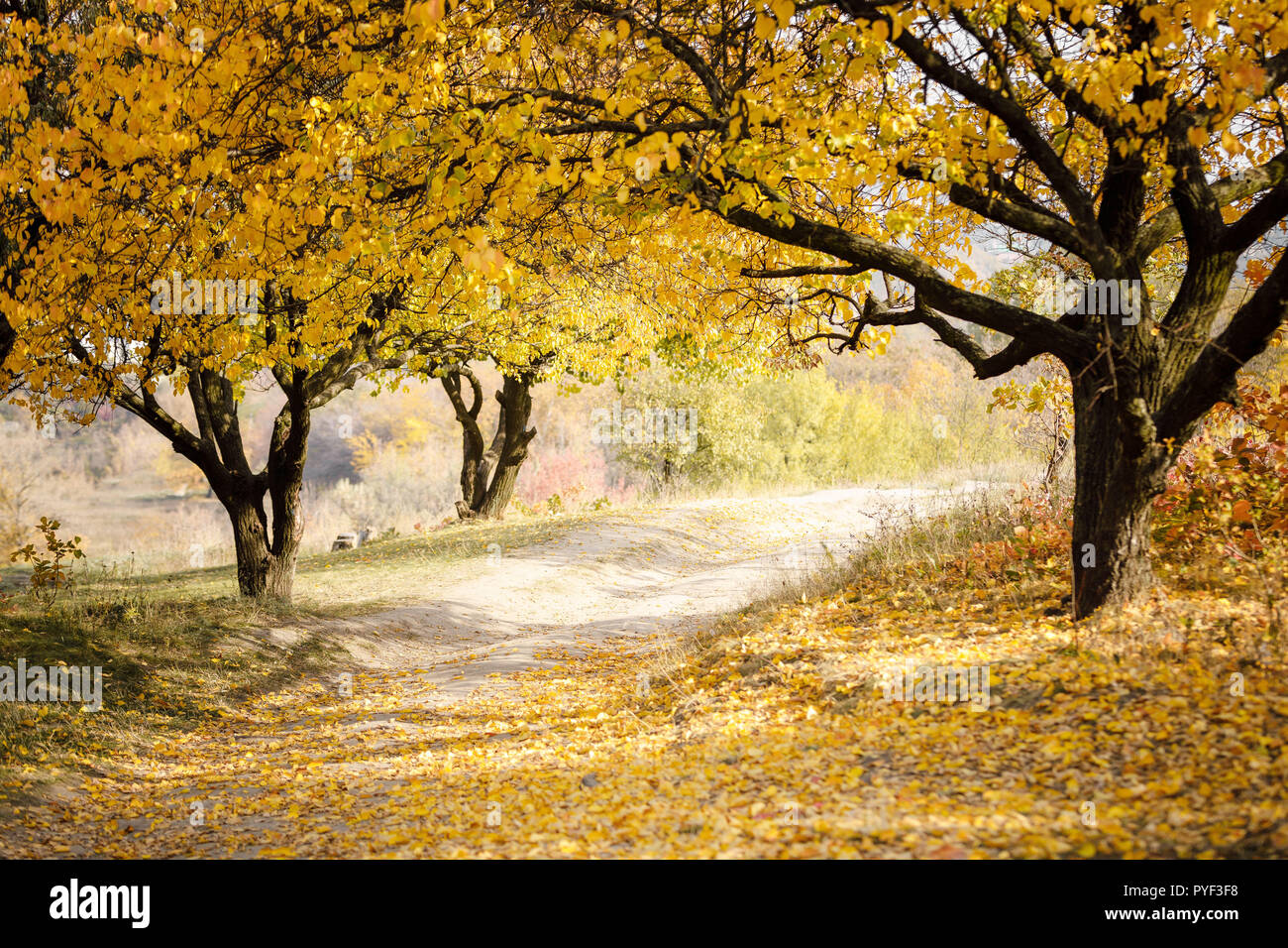 Yelow leaves hi-res stock photography and images - Alamy