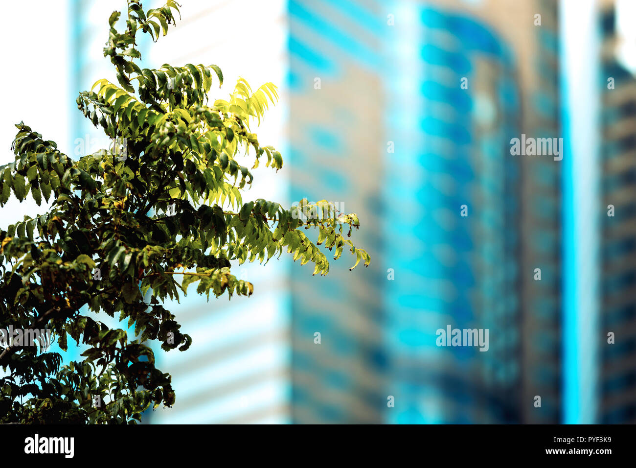 office building closeup and tree, business concept Stock Photo - Alamy