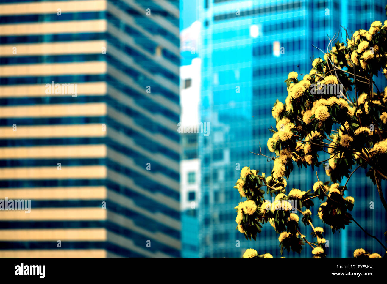 office building closeup and tree, business concept Stock Photo - Alamy
