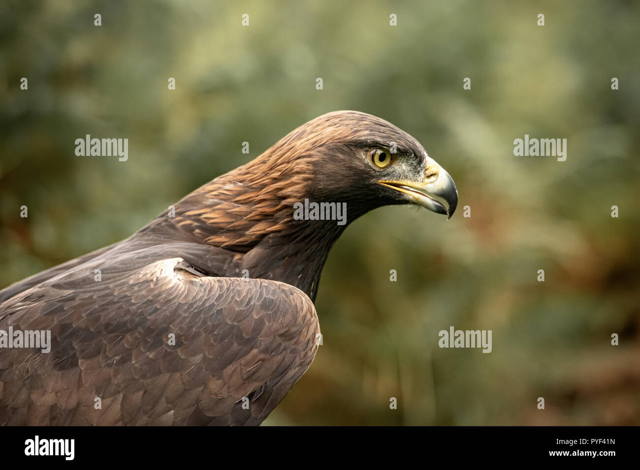 UK, Sherwood Forrest, Nottinghamshire Birds of Prey Event - October ...