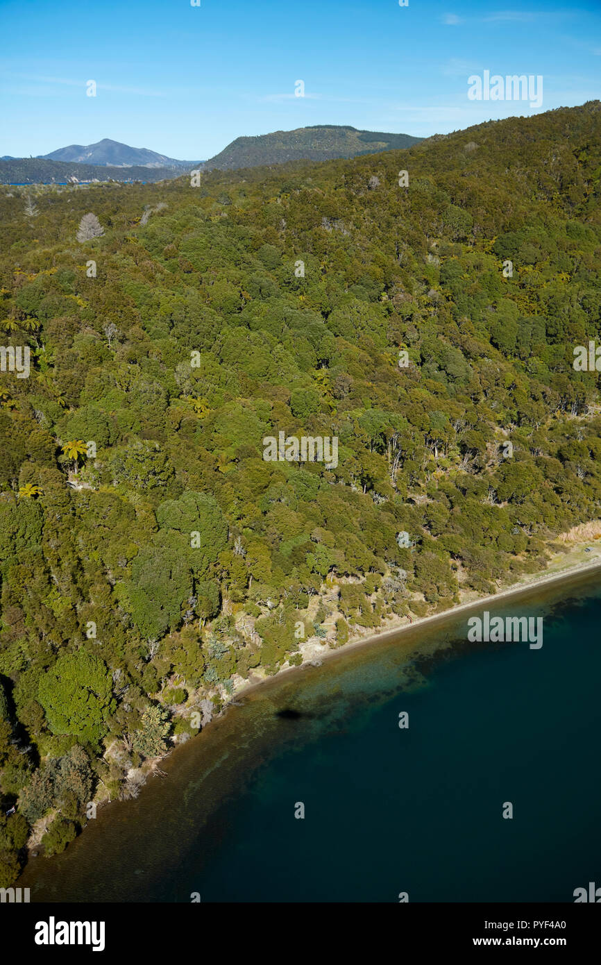 Rata tree hi-res stock photography and images - Alamy