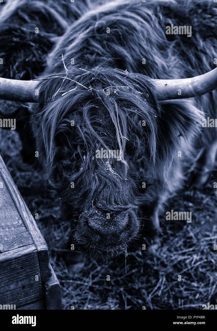 Ox on a farm, detail of a mammal, domestic animal Stock Photo - Alamy