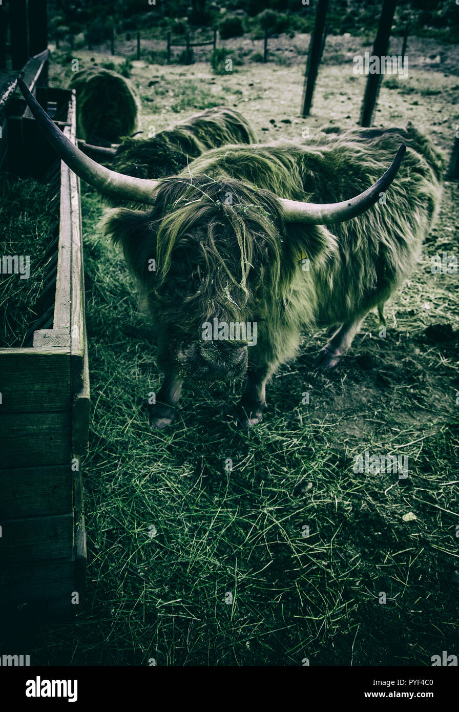 Ox on a farm, detail of a mammal, domestic animal Stock Photo - Alamy