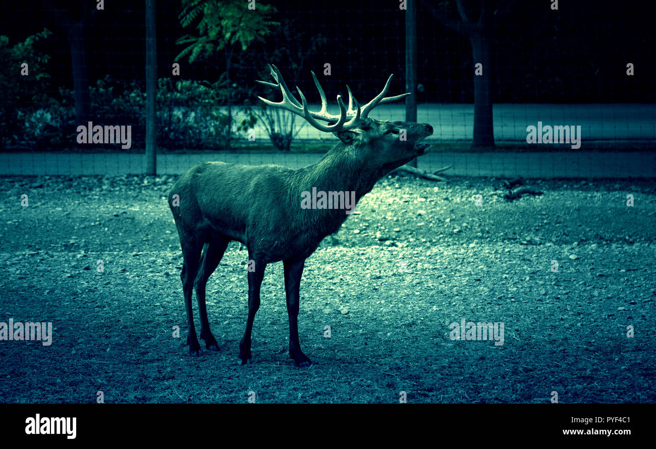 Wild deer in a farm, mammal detail Stock Photo - Alamy