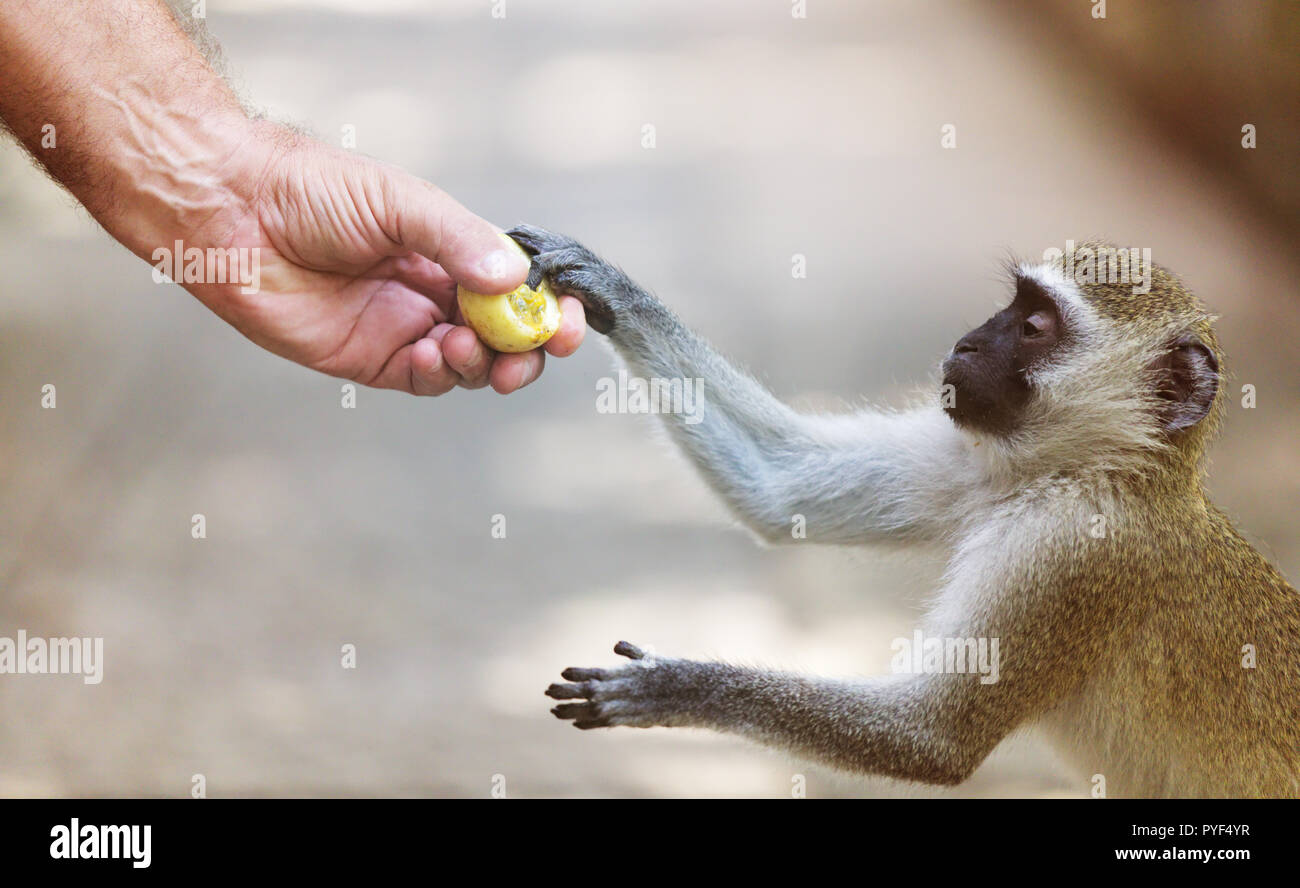 Monkey feeding the small one hi-res stock photography and images - Alamy
