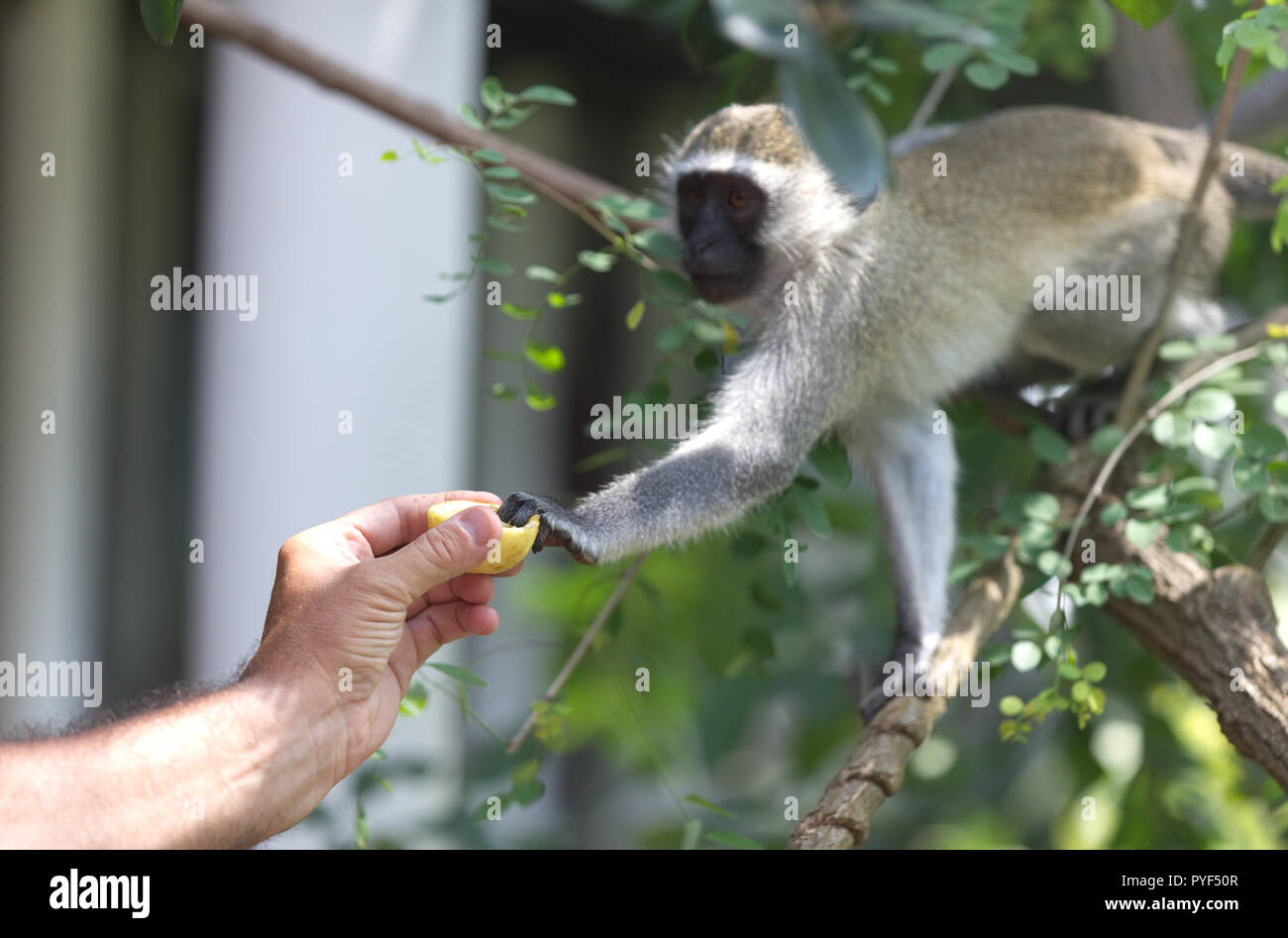 Man are feeding little monkey Stock Photo - Alamy