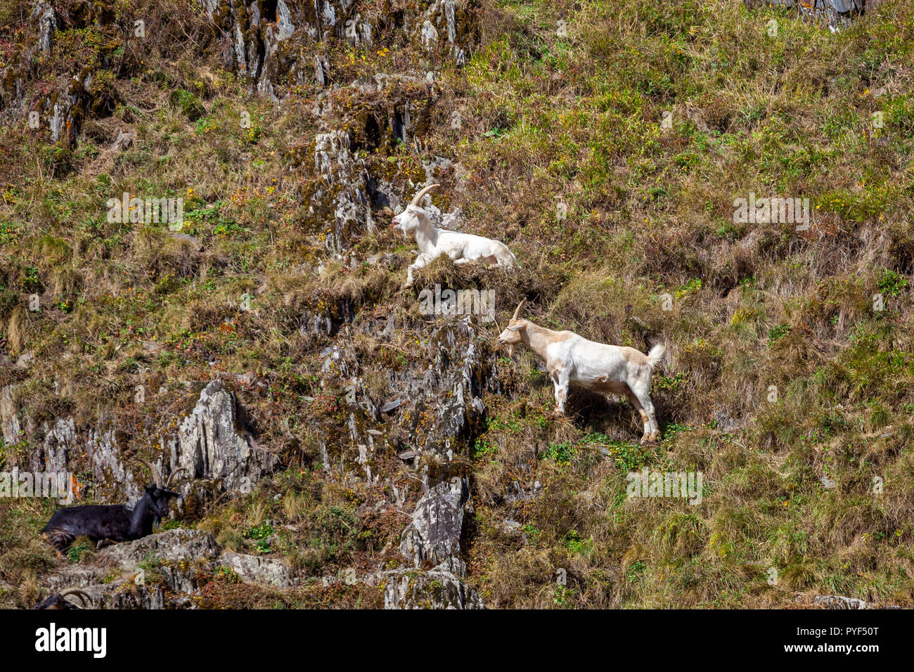 Domestic goats on the rocks in Svaneti, Georgia Stock Photo - Alamy