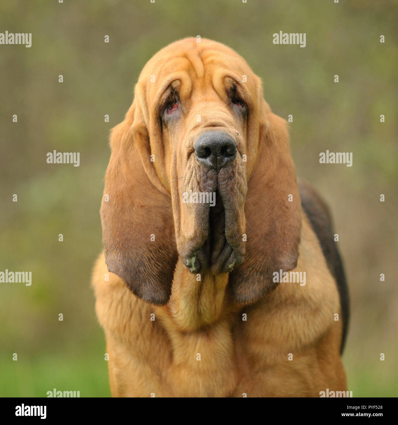 Bloodhound tracker hi-res stock photography and images - Alamy