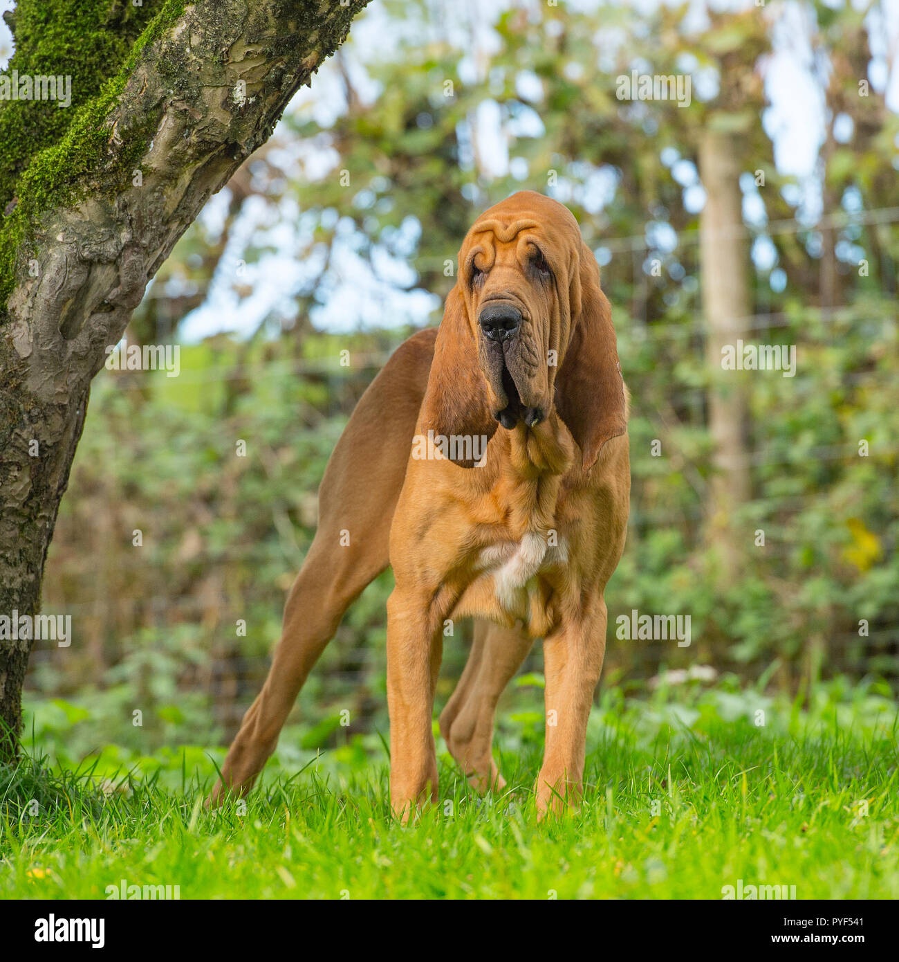 Bloodhound Sniffing High Resolution Stock Photography and Images - Alamy