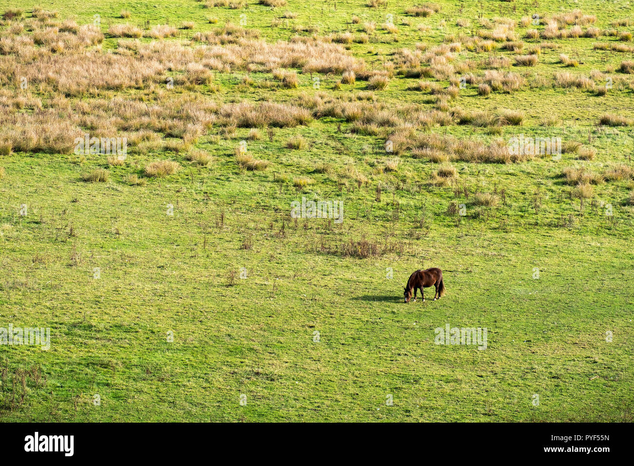 Open field lonely horse hi-res stock photography and images - Alamy