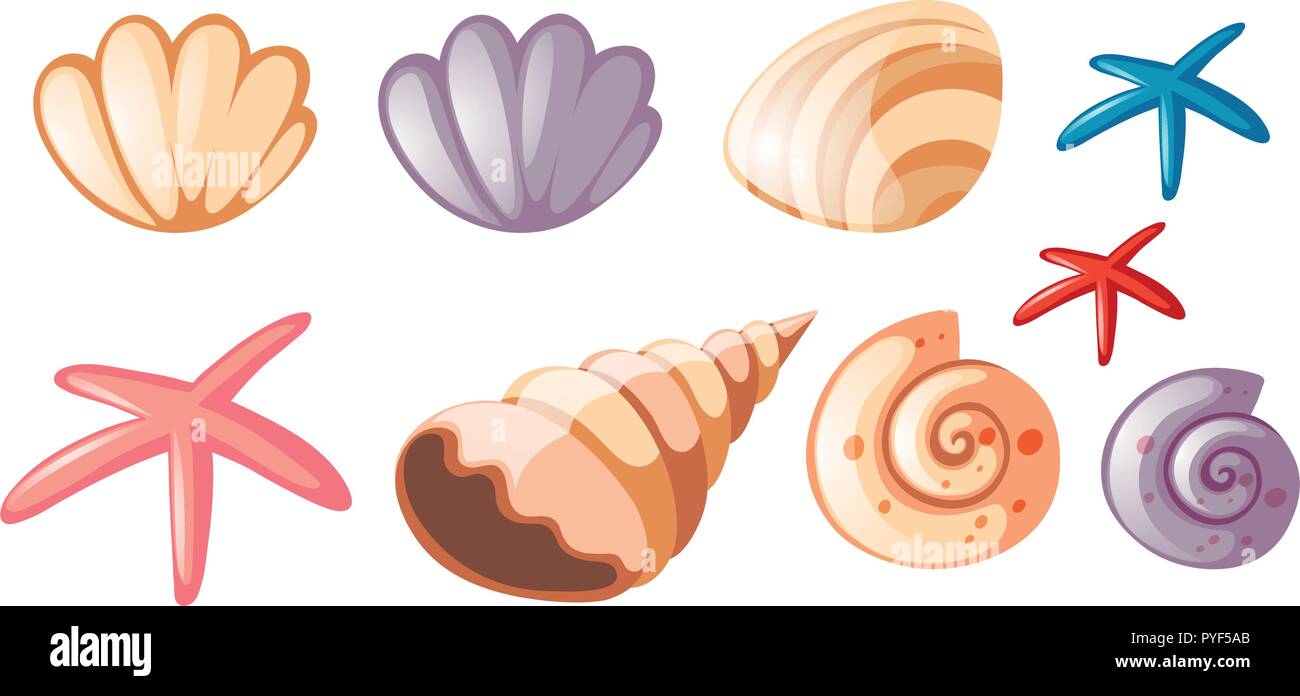 Different types of seashells illustration Stock Vector Image & Art - Alamy