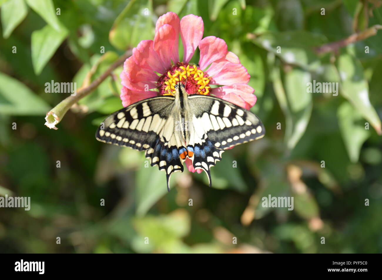 Small miracles of nature Stock Photo - Alamy