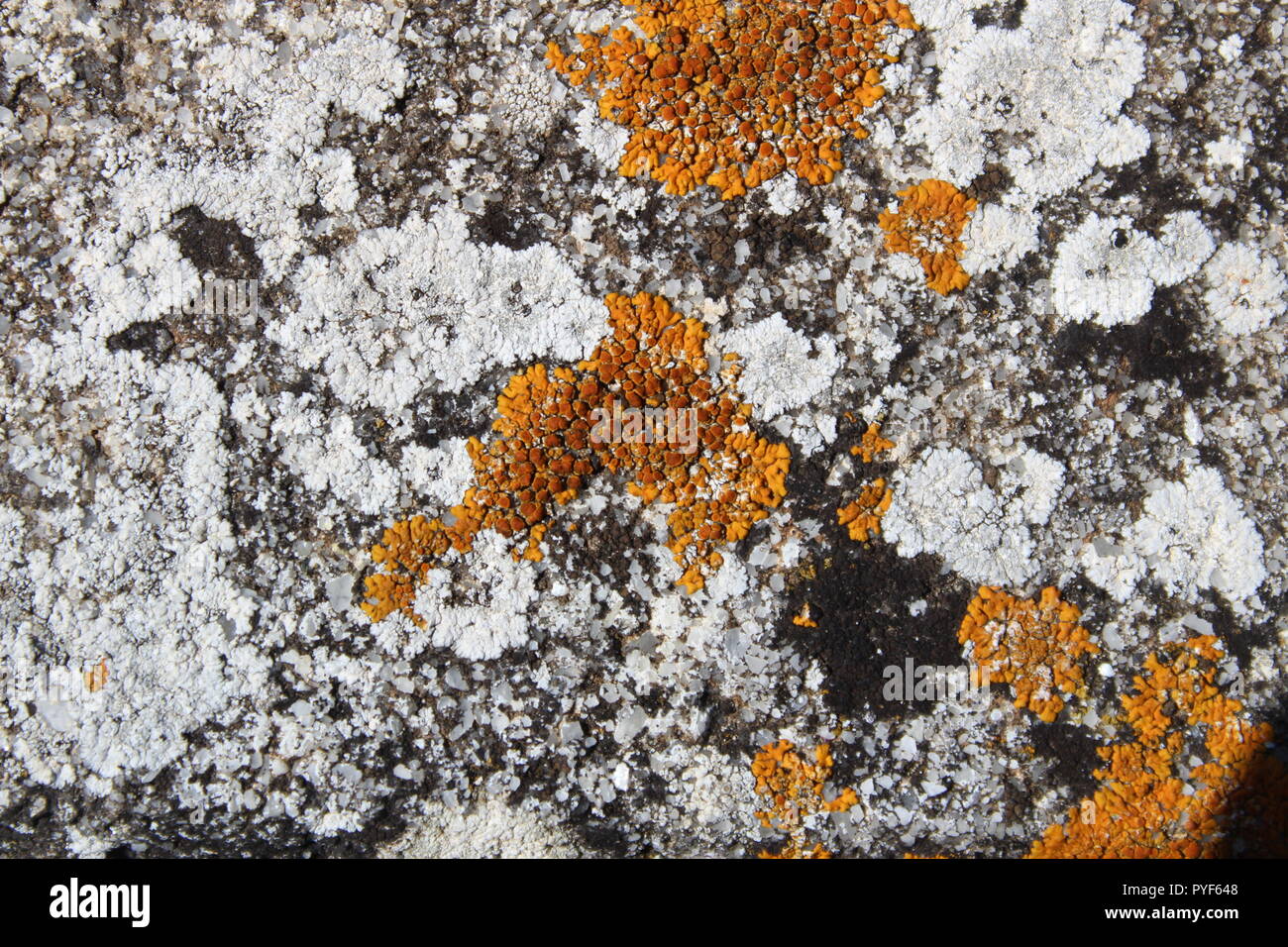 Crusty lichen hi-res stock photography and images - Alamy