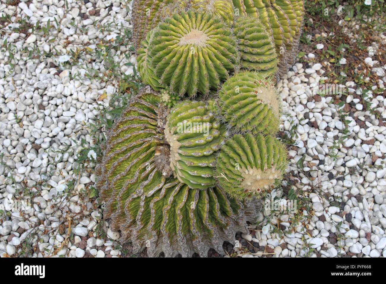 Dome Shape High Resolution Stock Photography and Images - Alamy