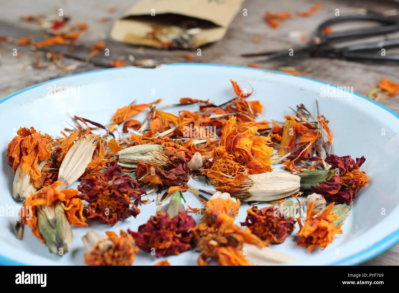 Tagetes. Marigold seed taken from dried seed heads saved into envelope ...
