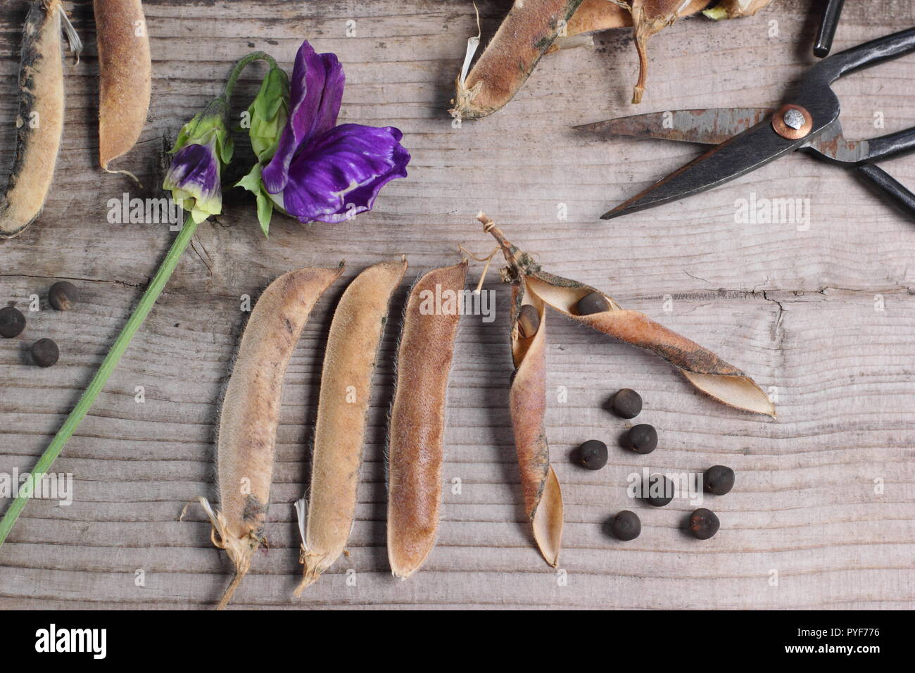 Drying flower seeds hi-res stock photography and images - Alamy