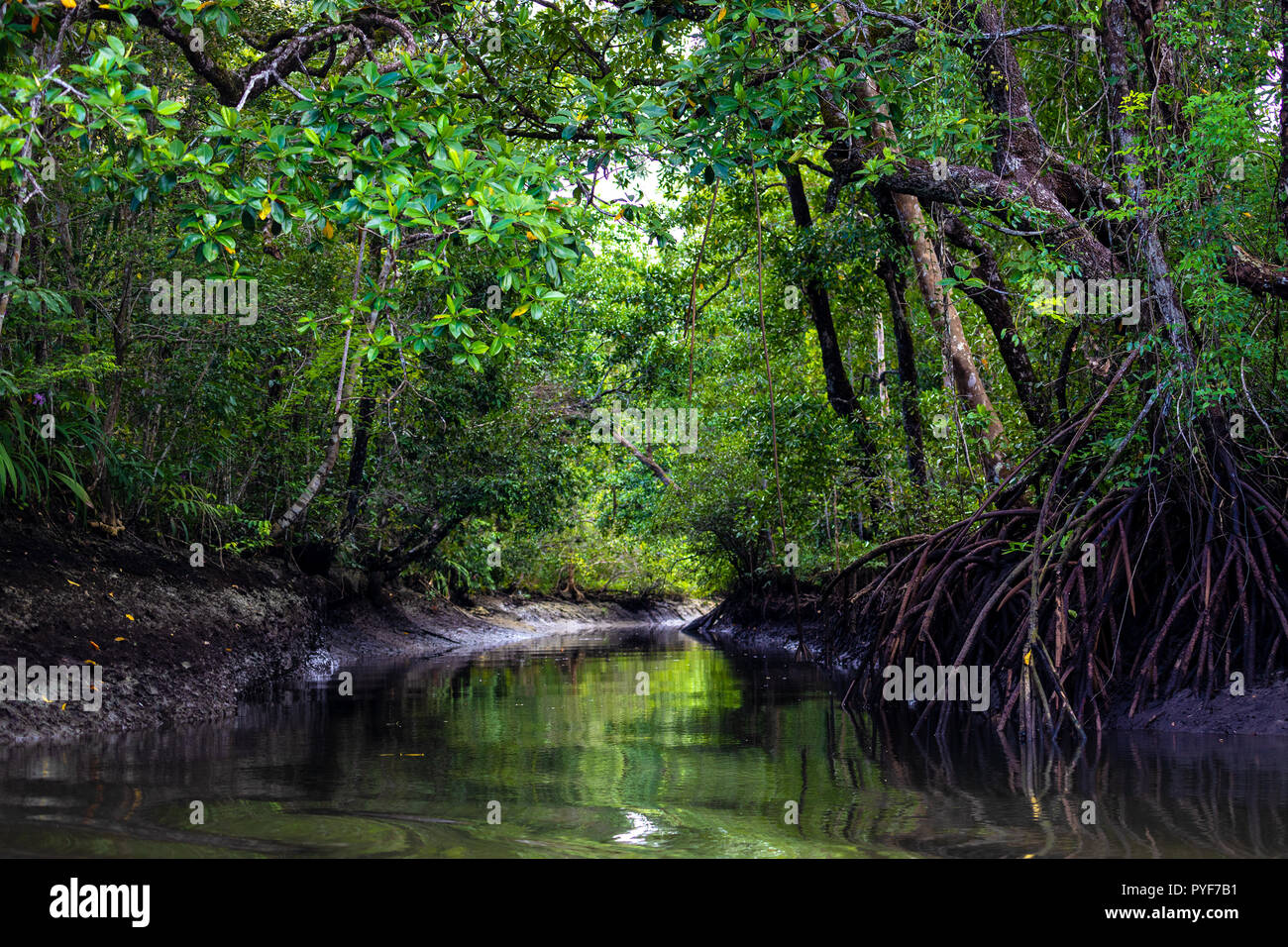 Canal and mangrove area in the Aru island rainforest , Maluku ...