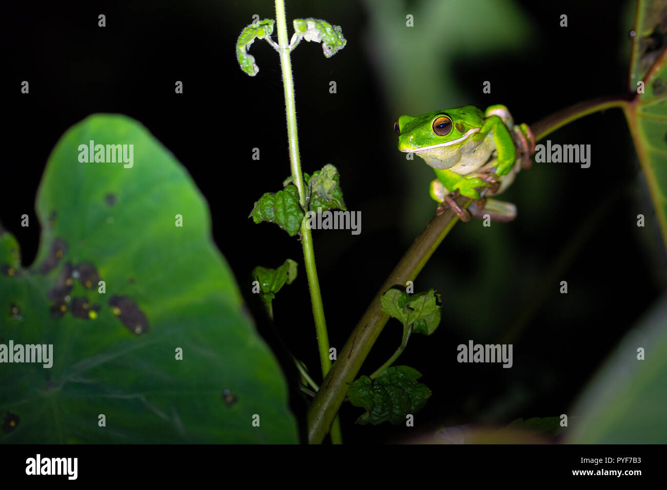 White-lipped tree frog (Litoria infrafrenata) croaking at night, this ...