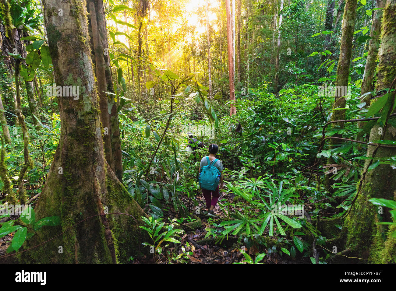 Woman trekking in the virgin rainforest of the Aru islands, Papua ...