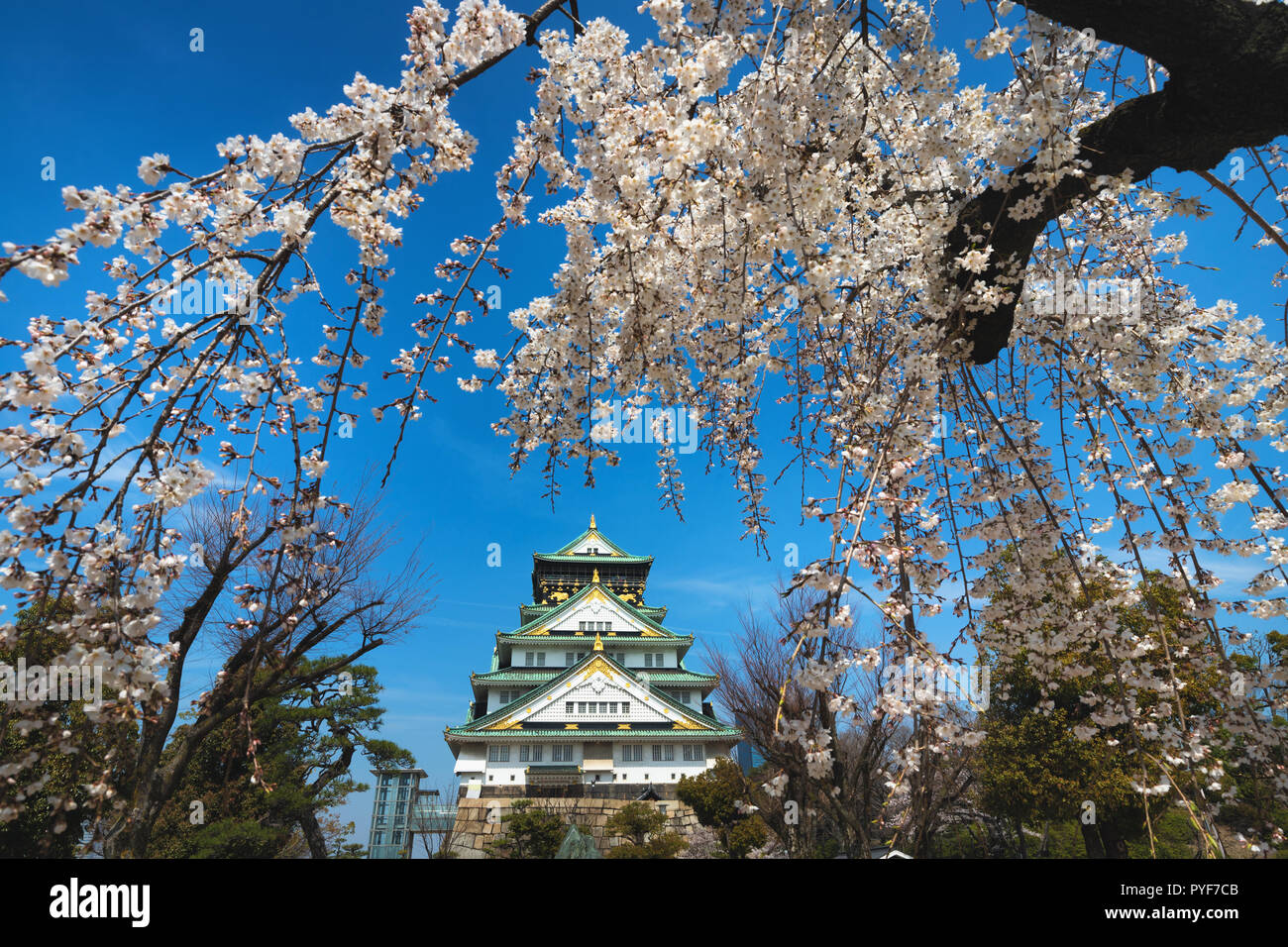The Osaka castle surrounded with cherry tree flowers at spring, Japan ...