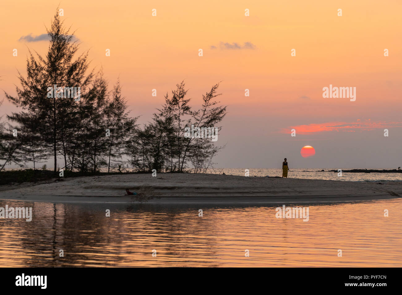Tropical sunset over the horizon and filao trees, Koh Kood island ...
