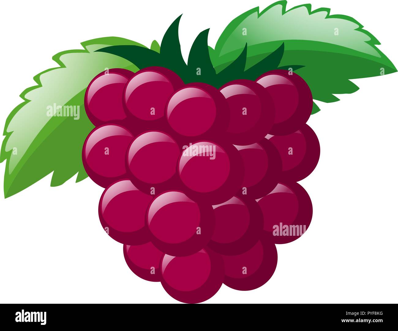 Raspberry image picture Stock Vector Images - Alamy