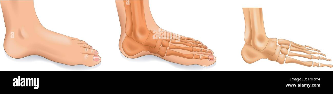 vector illustration of the ankle bones of the foot Stock Vector Image ...