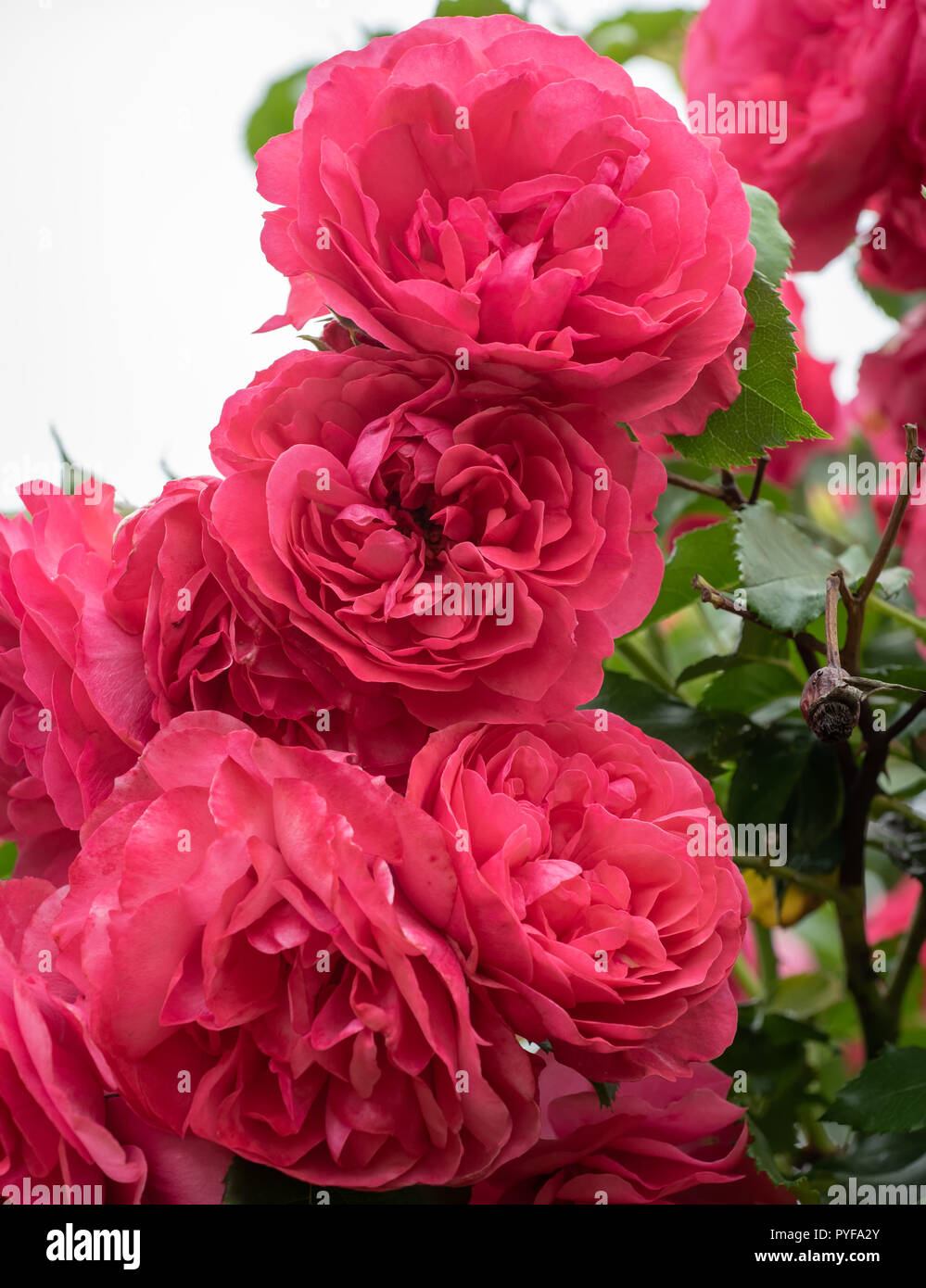 Color outdoor nature flower image of a lush bush / shrub of red ...