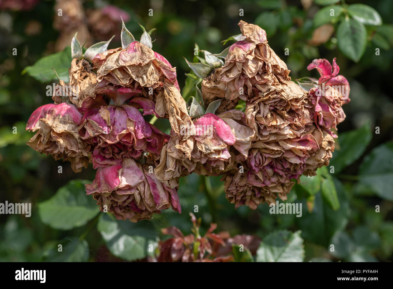Color outdoor nature flower image of a fading lush bunch rose blossoms ...