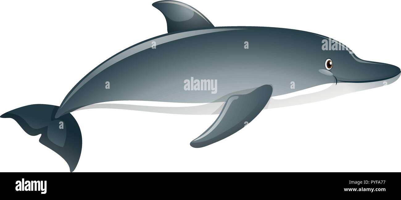 Gray dolphin on white background illustration Stock Vector Image & Art ...
