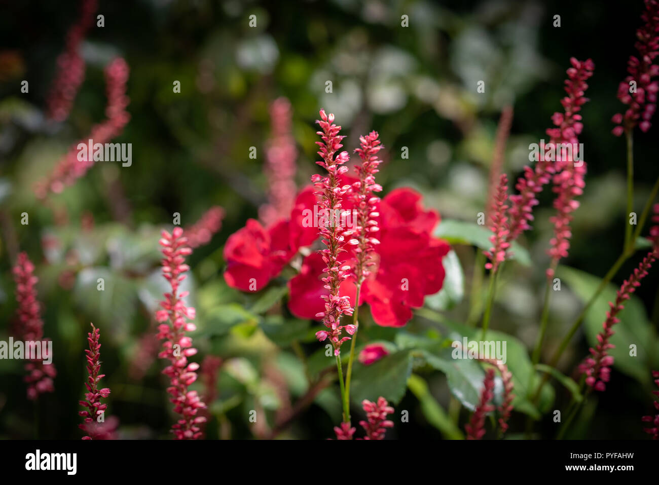 Snake root hi-res stock photography and images - Alamy