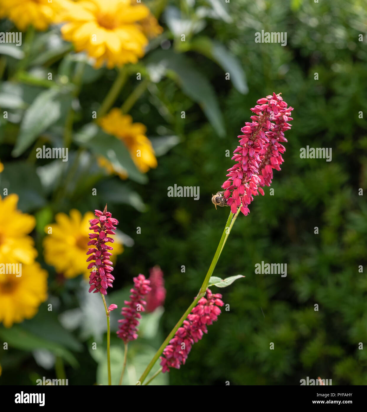 Red snakeweed hi-res stock photography and images - Alamy