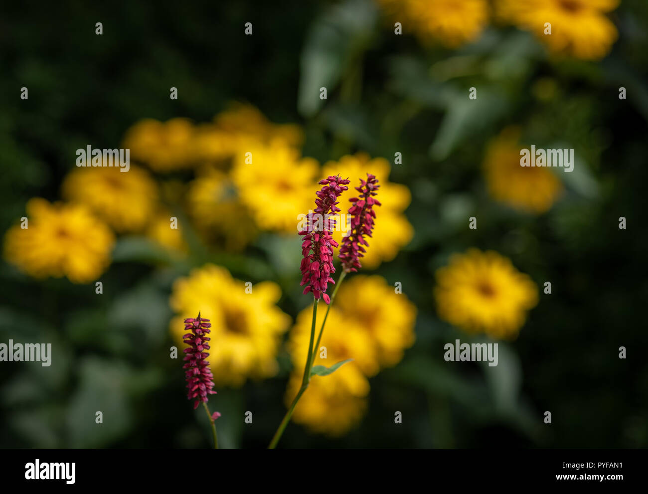 Snake root hi-res stock photography and images - Alamy